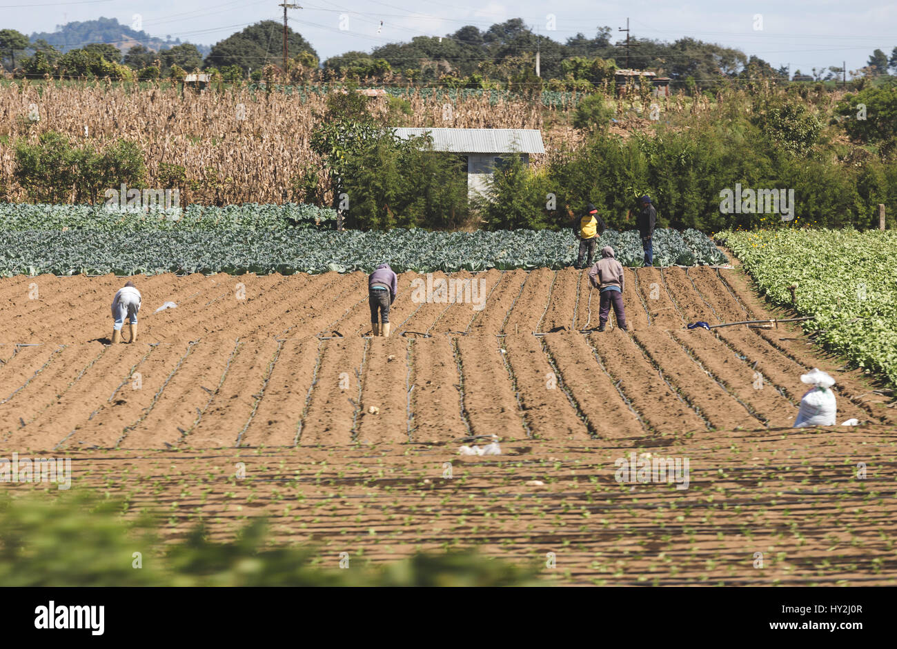 Cacao plantation guatemala hi-res stock photography and images - Alamy
