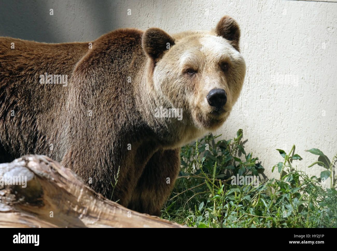 Sad grizzly bear hi-res stock photography and images - Alamy