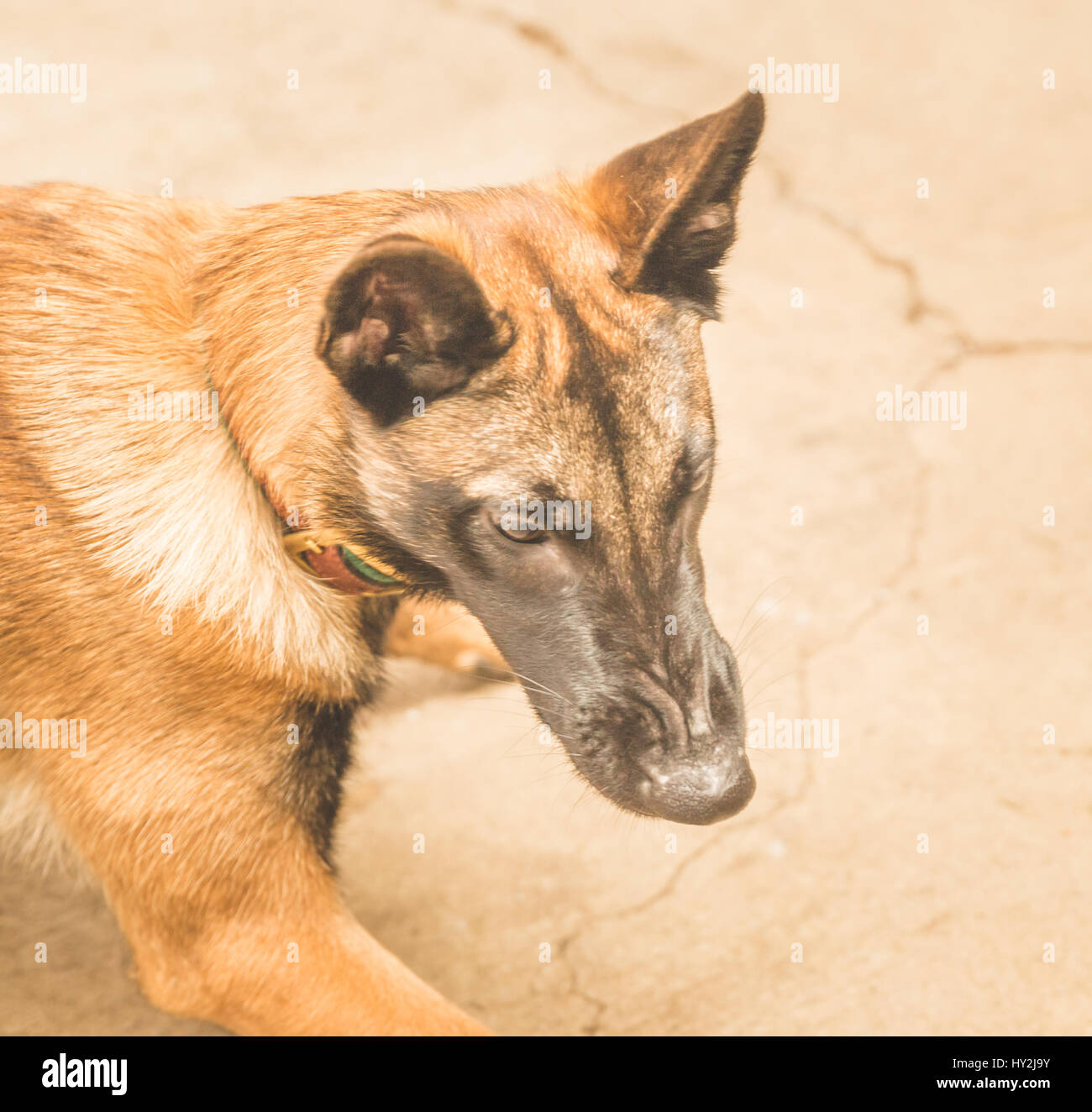 Shepard dog with crinkled nose and aggressive facial expression Stock ...