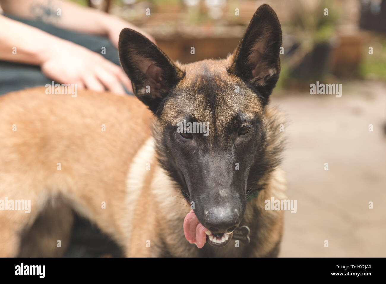 Shepard dog playing outside in a home back yard Stock Photo - Alamy