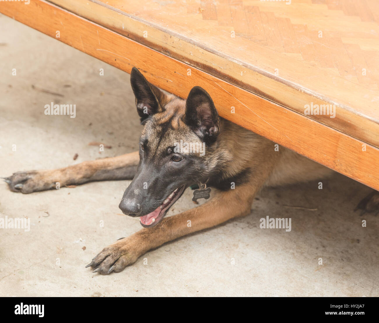 Dog peeking out hi-res stock photography and images - Alamy