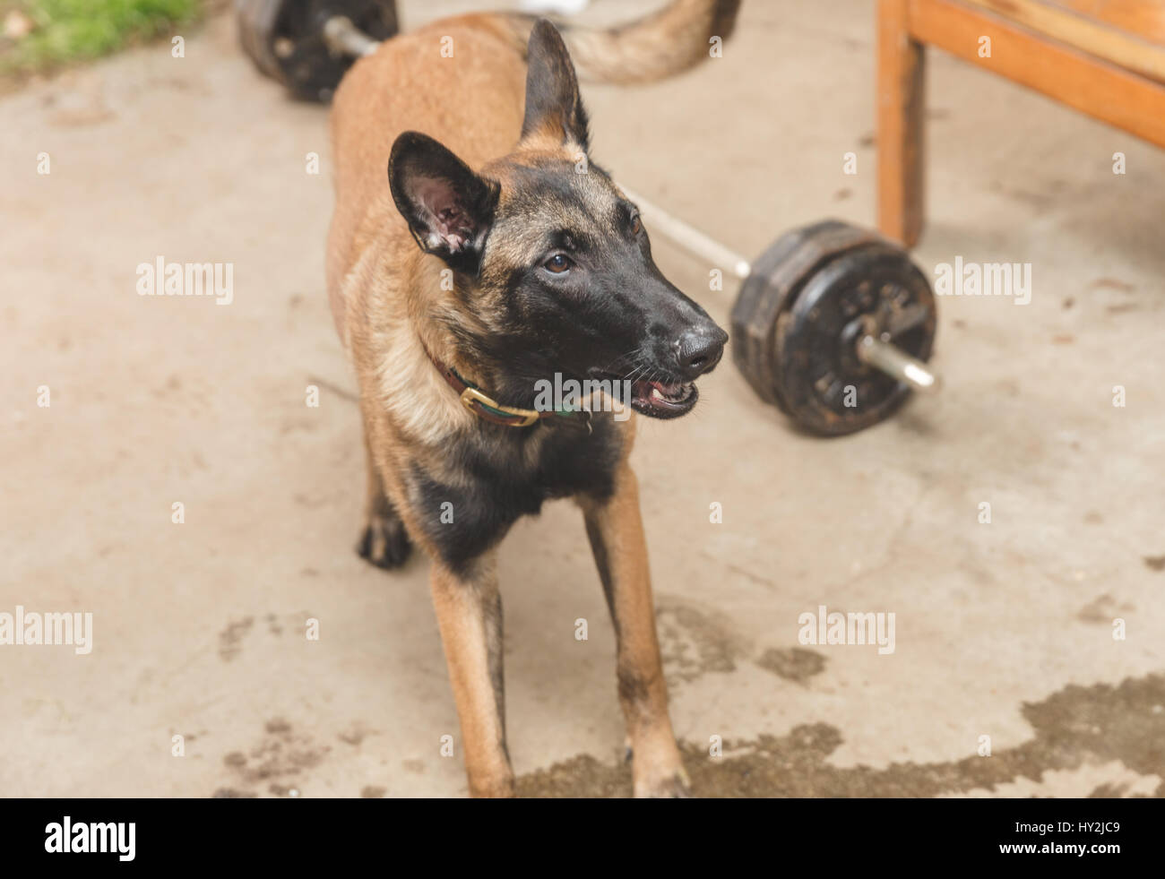 Shepard dog playing outside in a home back yard Stock Photo - Alamy