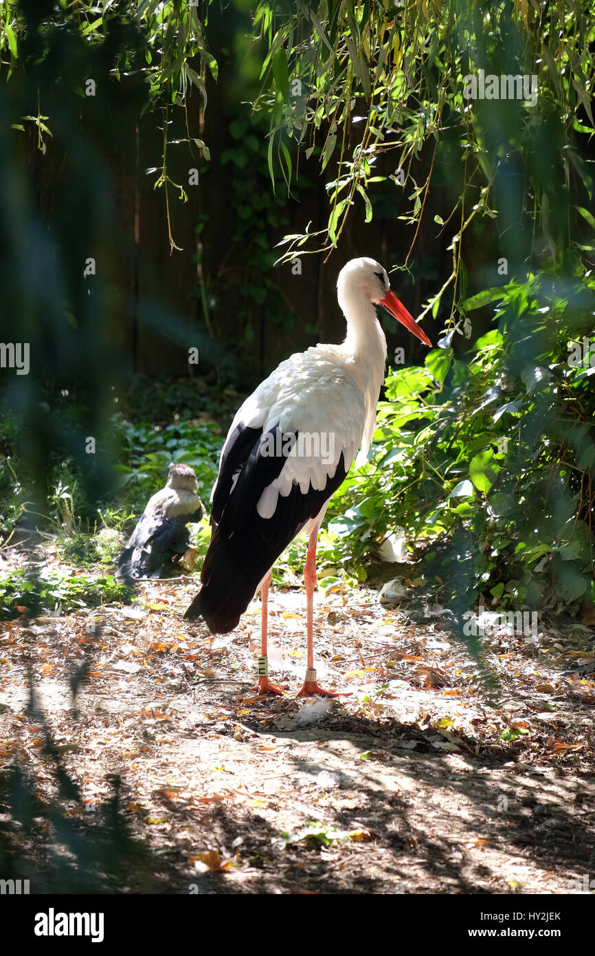 Stork feathers hi-res stock photography and images - Alamy