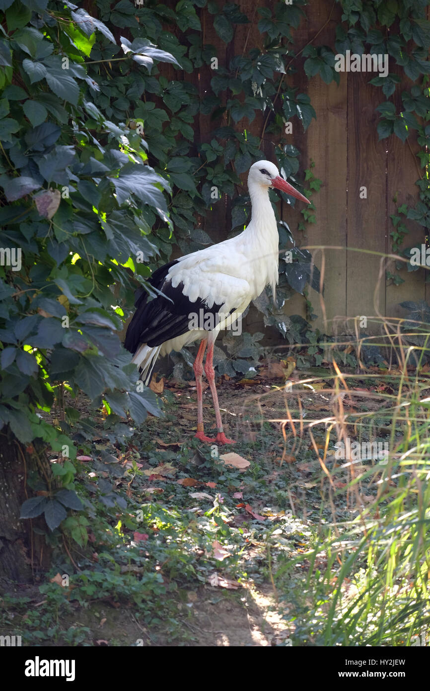 Stork feathers hi-res stock photography and images - Alamy