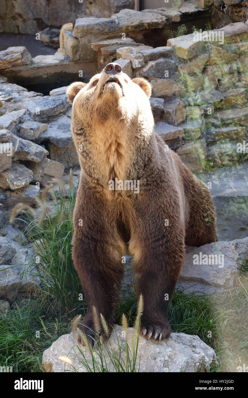 Strong bear hi-res stock photography and images - Alamy