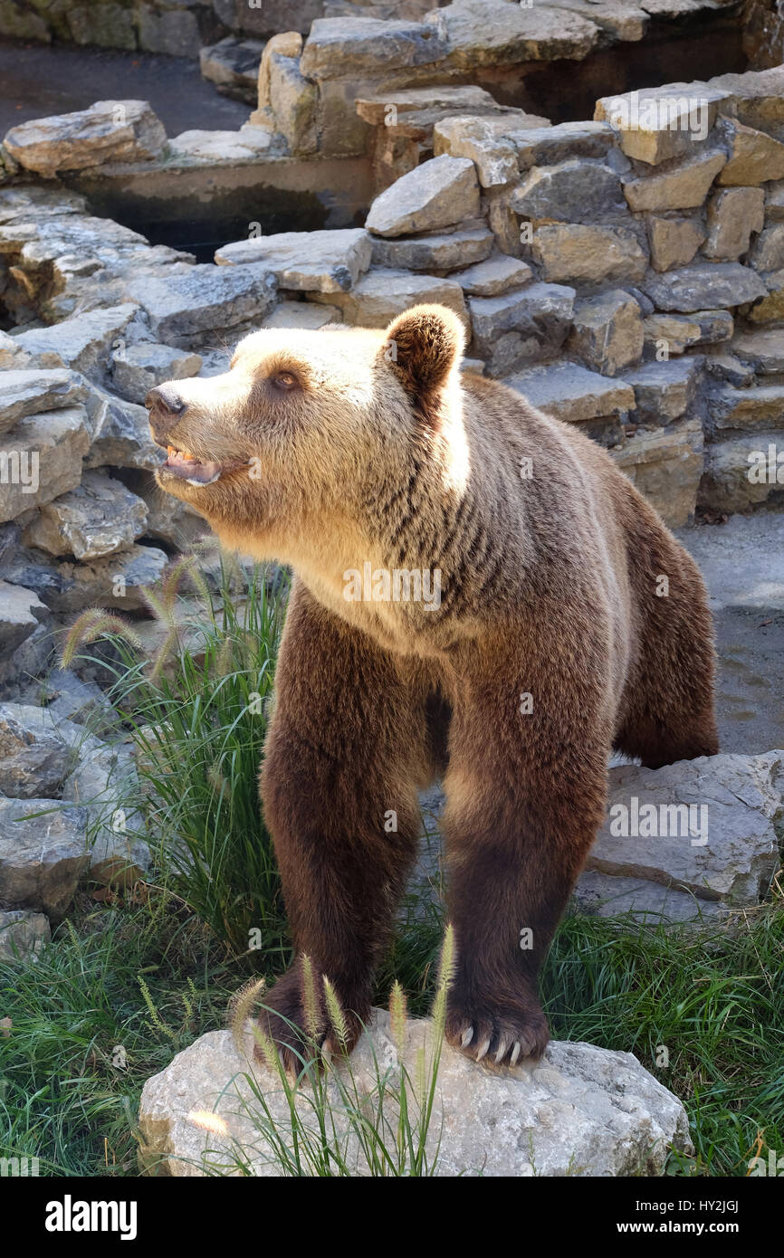 Strong bear hi-res stock photography and images - Alamy