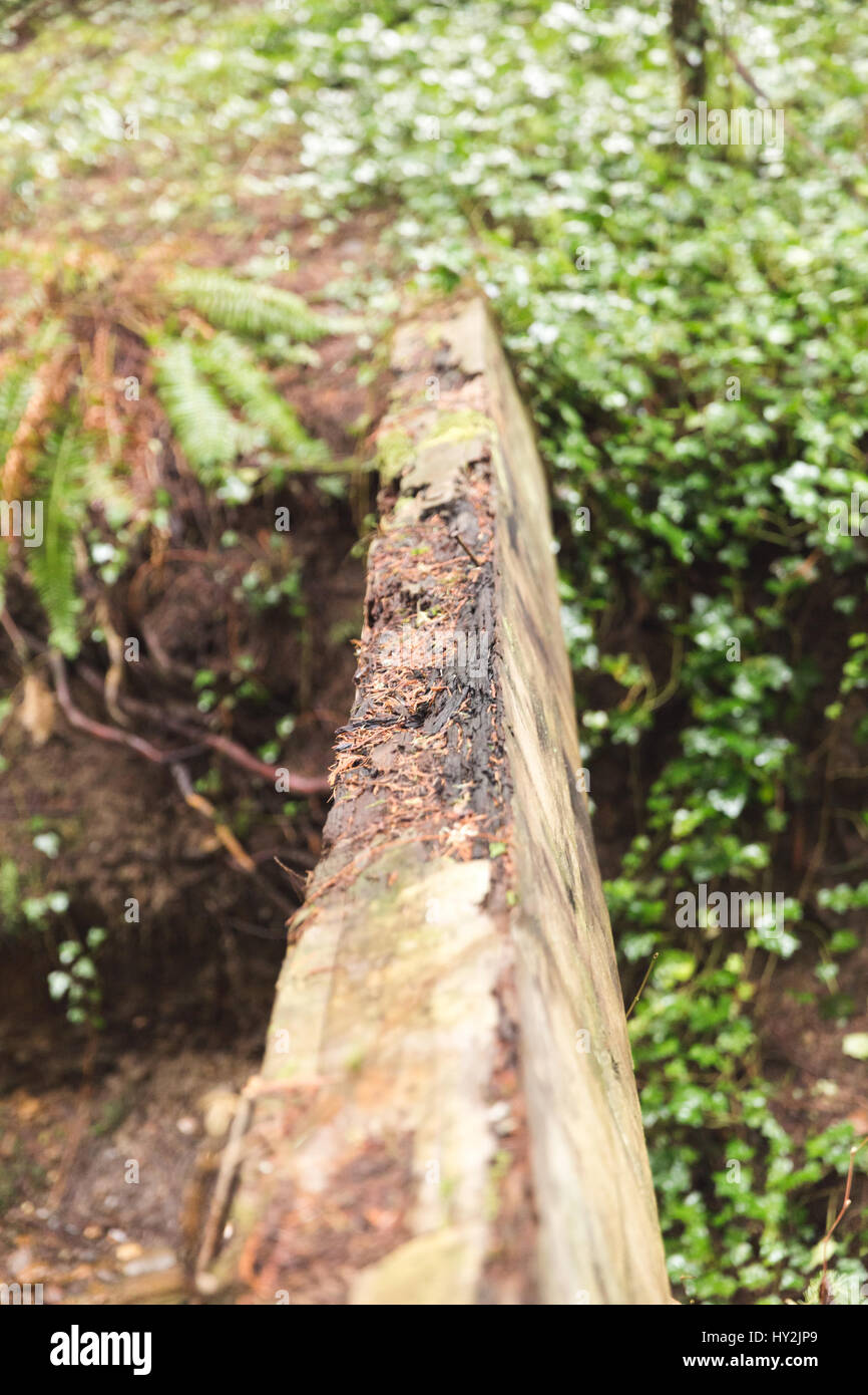 Fallen timber crossing a creek or river in a forest park. Vancouver ...