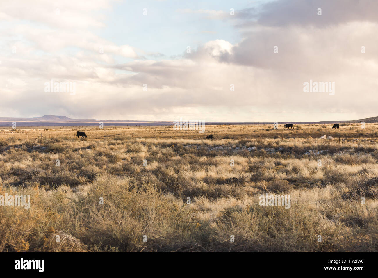 Remote desert landscape in northern Arizona, USA Stock Photo - Alamy