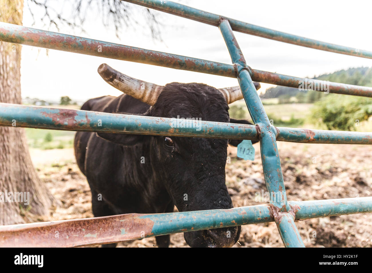 A cow looks up between the bars of a gate on a rural farm in Oregon ...