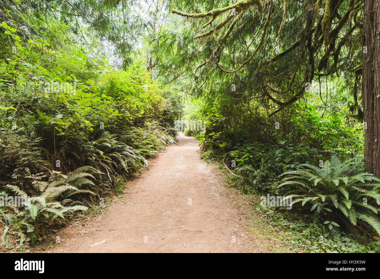 Thick vegetation surrounds a dirt path in a lush forest Stock Photo - Alamy
