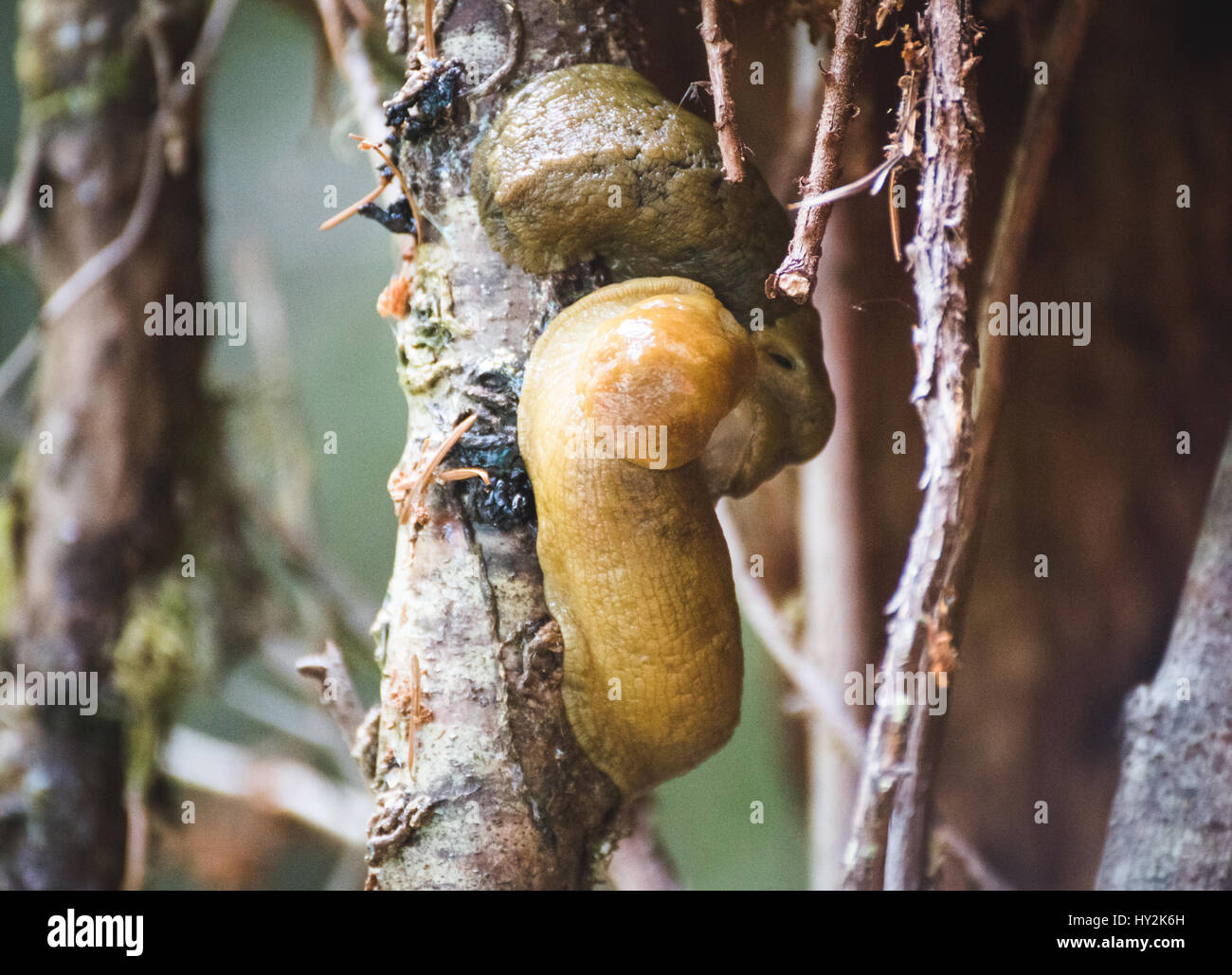 Yellow or brown slug clinging to a tree branch Stock Photo - Alamy