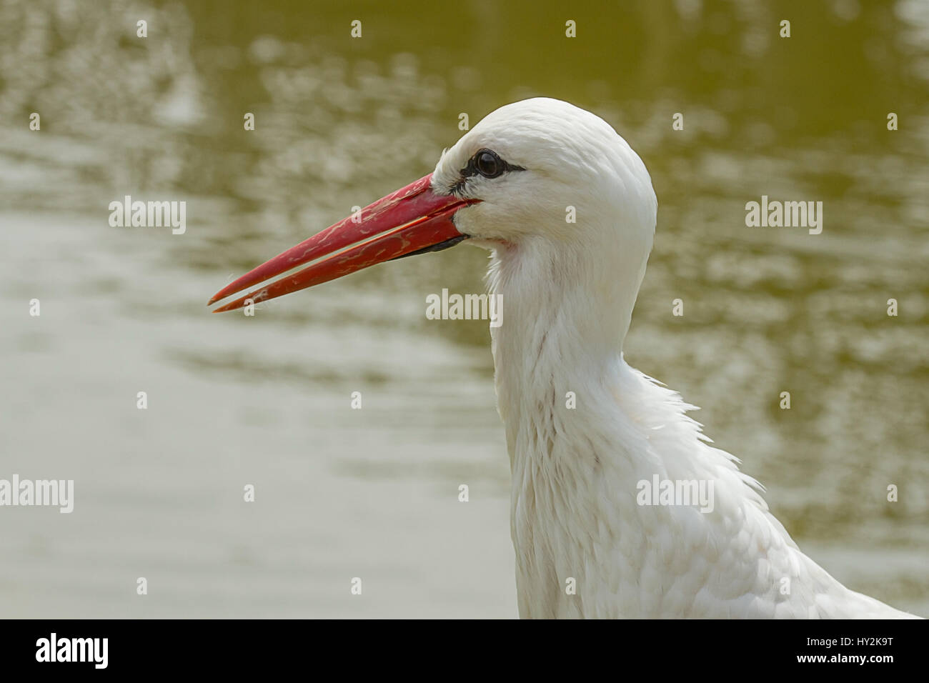 photo portrait of an adult White stork with water in the background ...