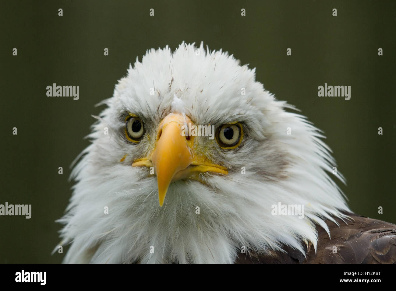 American bald eagle looking hi-res stock photography and images - Alamy