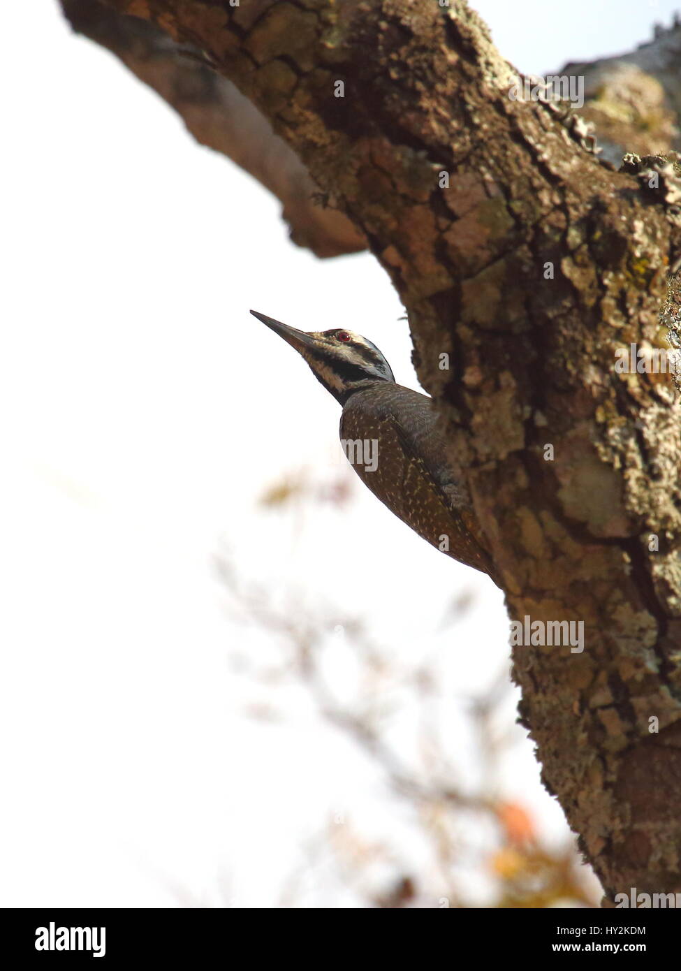 Bearded woodpeckers hi-res stock photography and images - Alamy