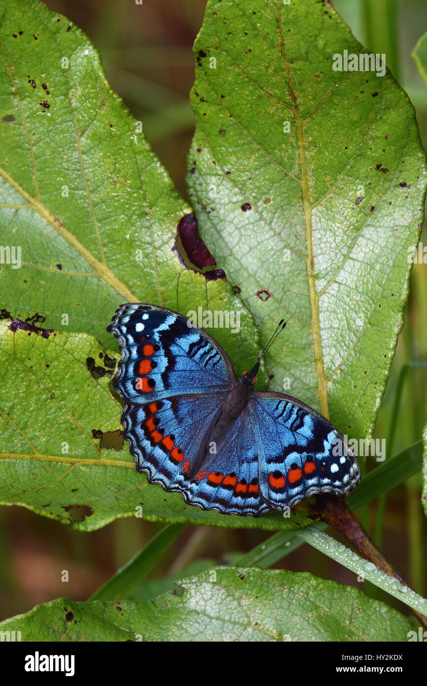 Photos of butterfly hi-res stock photography and images - Alamy