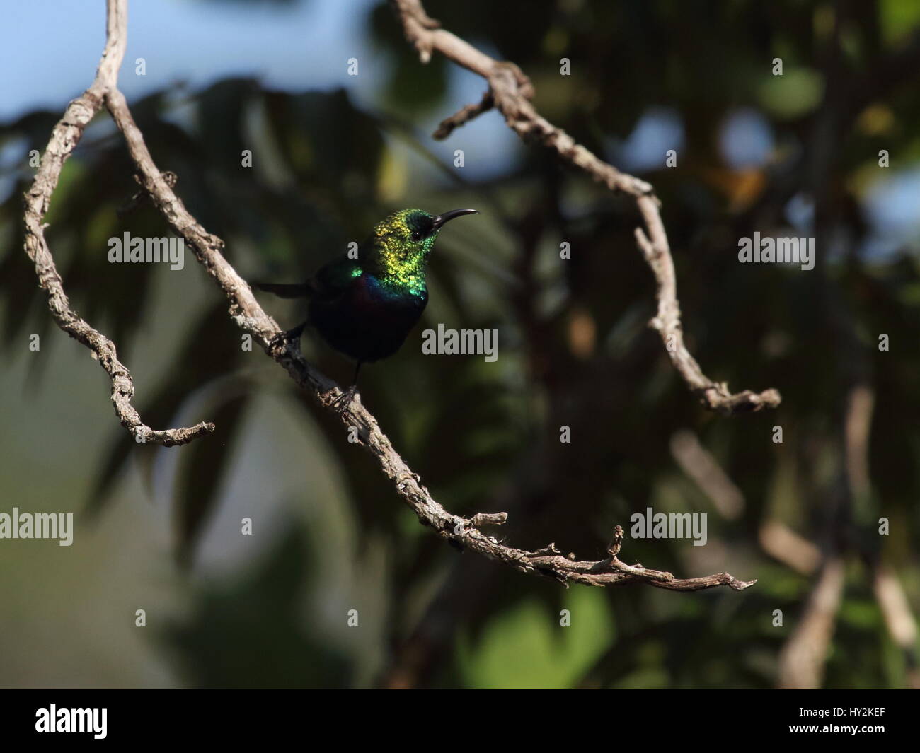 African sunbirds hi-res stock photography and images - Alamy