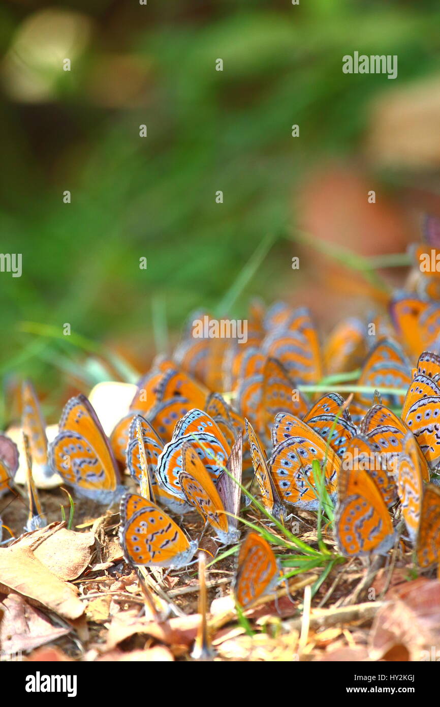 Commodore butterfly hi-res stock photography and images - Alamy