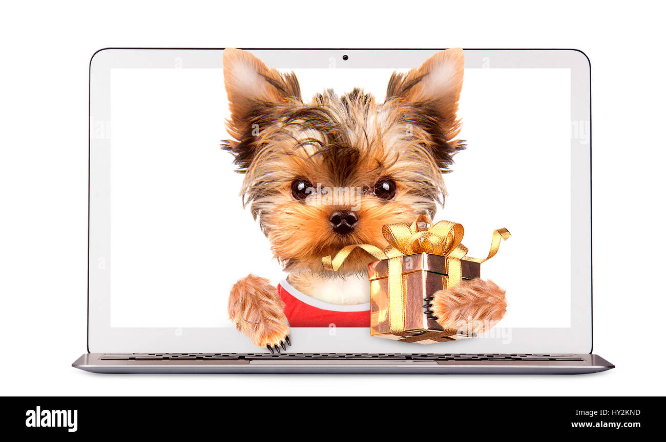 Funny dog sitting inside laptop with gift Stock Photo - Alamy