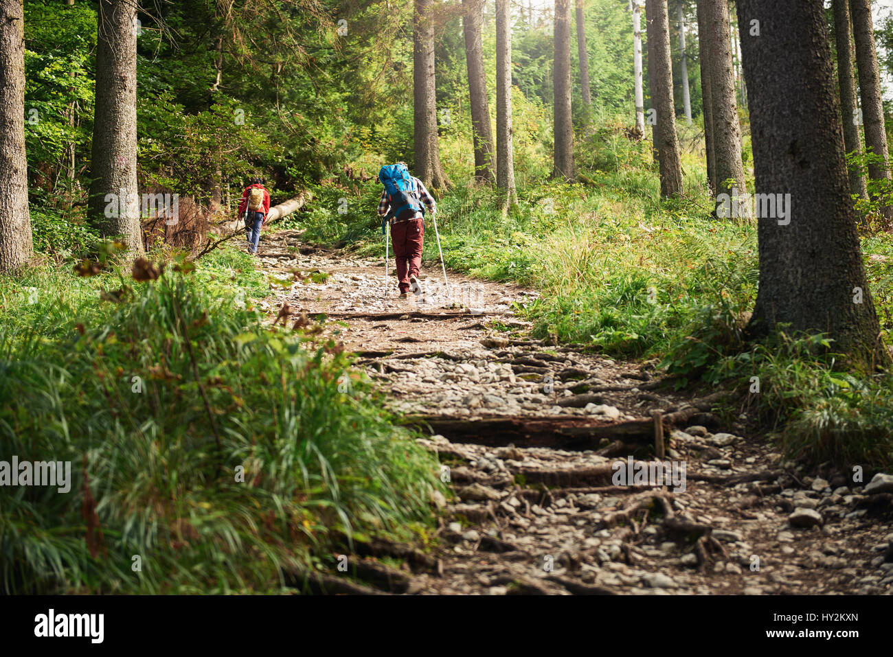Two hikers walking along a forest trail Stock Photo - Alamy