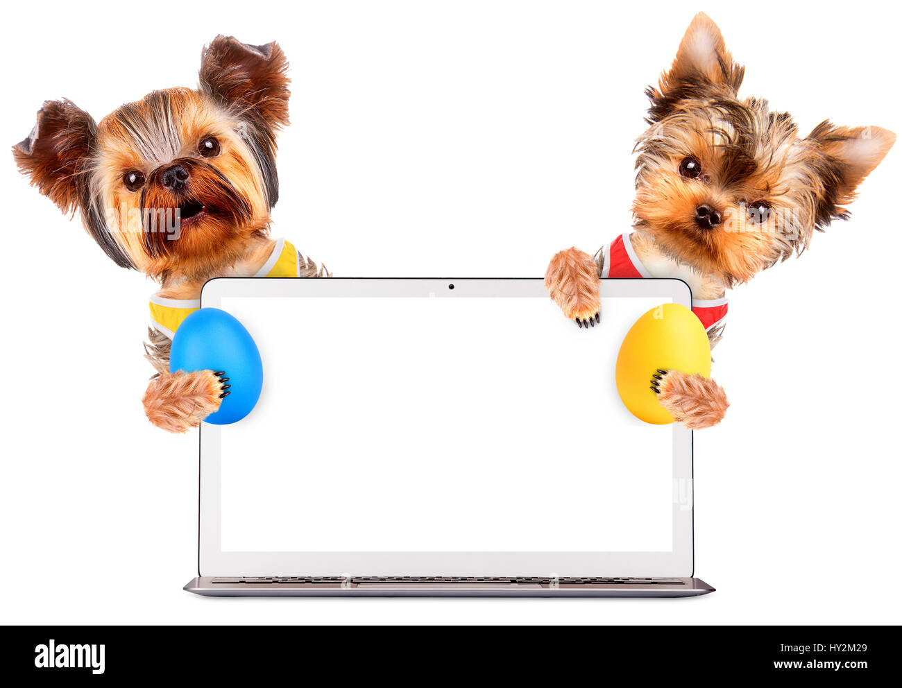 Funny dogs with easter eggs and laptop Stock Photo - Alamy
