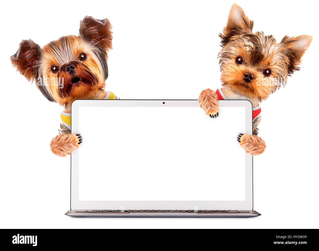 Funny dogs sitting inside laptop. Network concept Stock Photo - Alamy