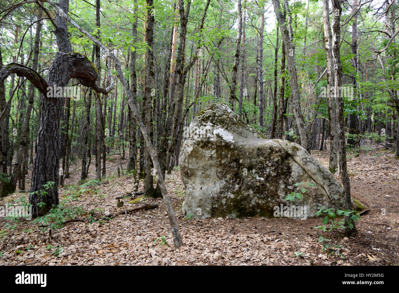 Sandstone Boulders or Rocks in the Forest near Annot Aples-de-Haute ...
