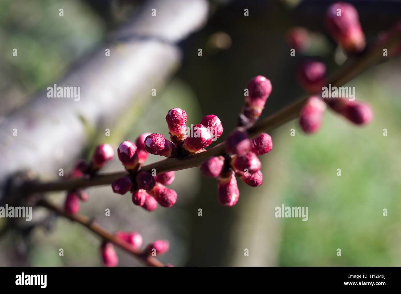 Peach blossom bud hi-res stock photography and images - Alamy