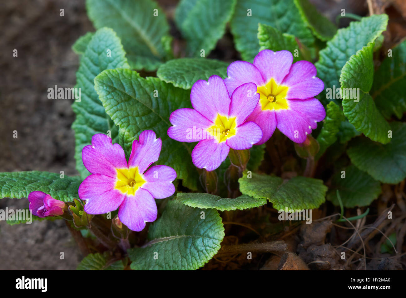 Purple primrose (Primula vulgaris) in garden, selective focus Stock ...