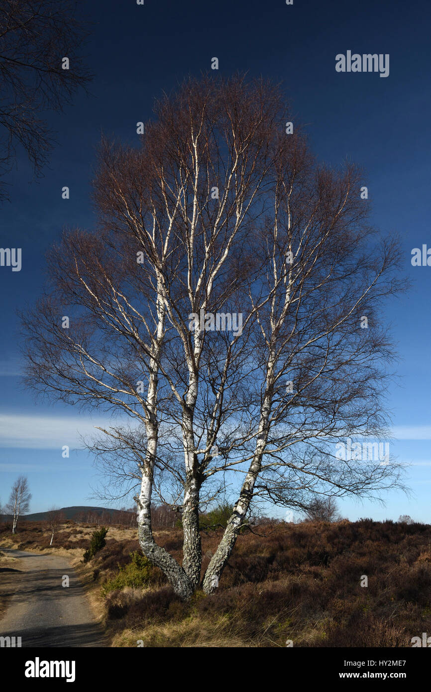 Silver birch;betula pendula;highlands;scotland Stock Photo - Alamy