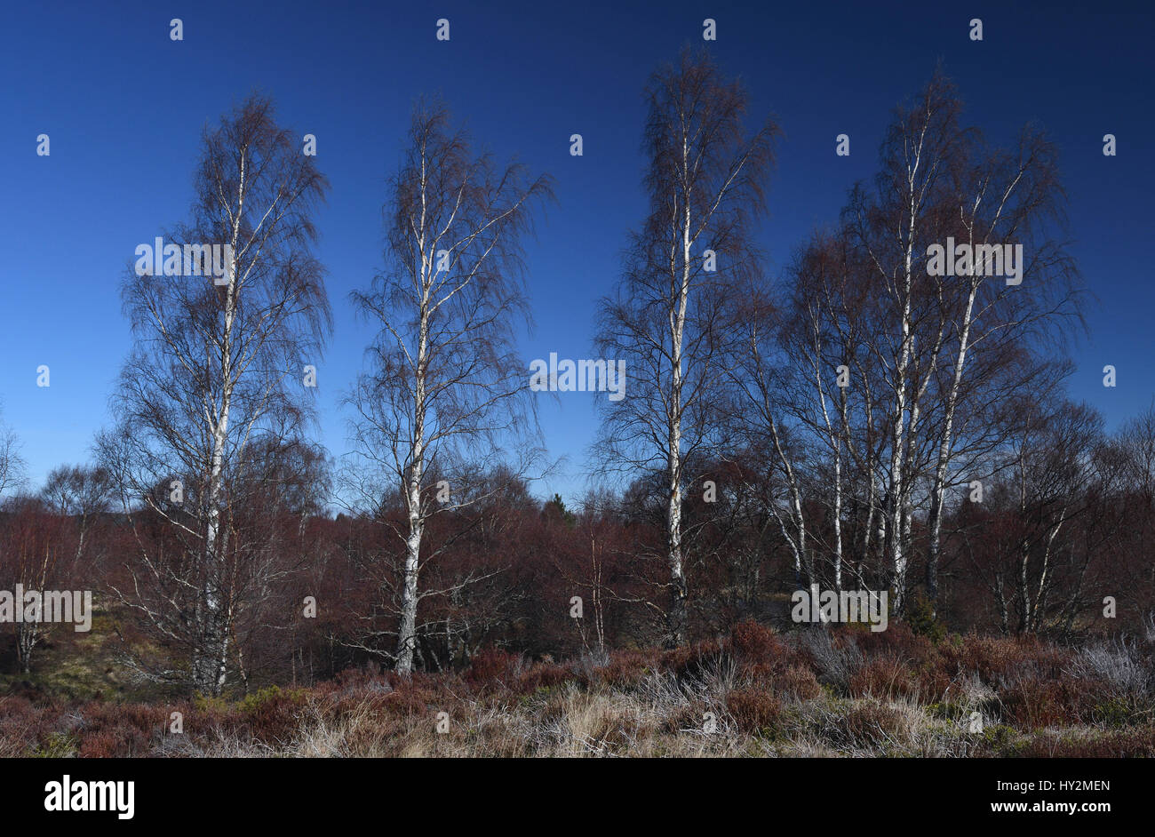 Silver birch;betula pendula;highlands;scotland Stock Photo - Alamy