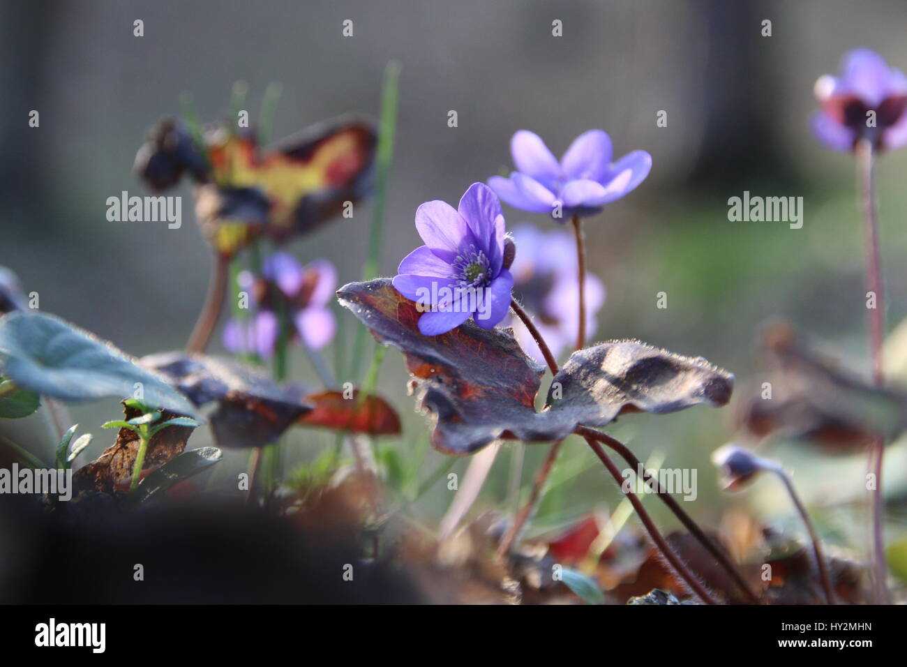Blue spring flowers Stock Photo - Alamy