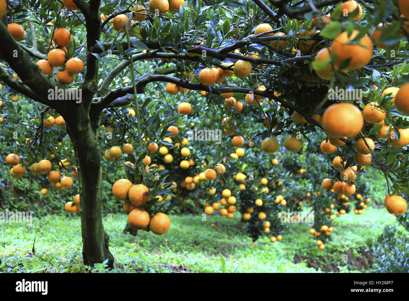 Citrus tankan hi-res stock photography and images - Alamy