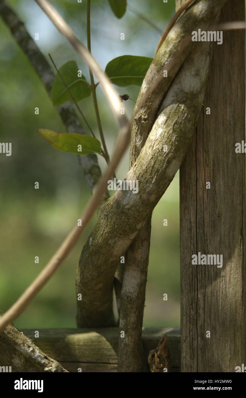 Twisted vine tree hi-res stock photography and images - Alamy
