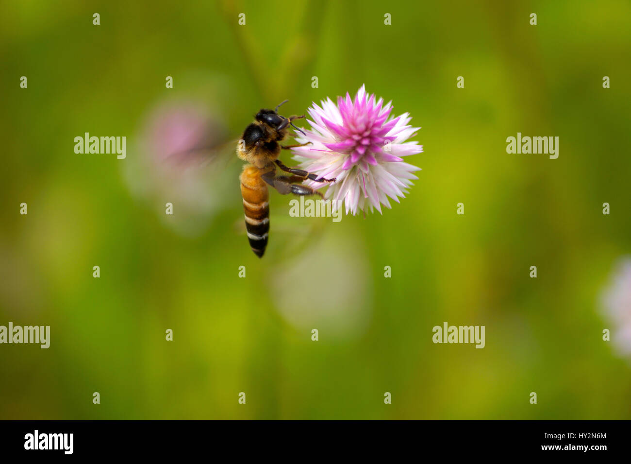 Apis cerana indica hi-res stock photography and images - Alamy