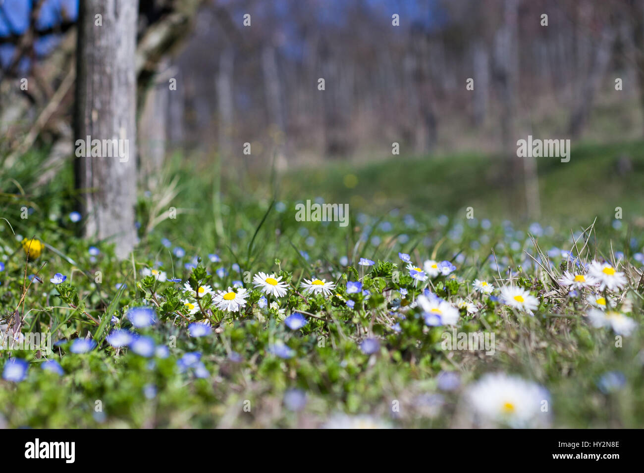 Daisy field hi-res stock photography and images - Alamy