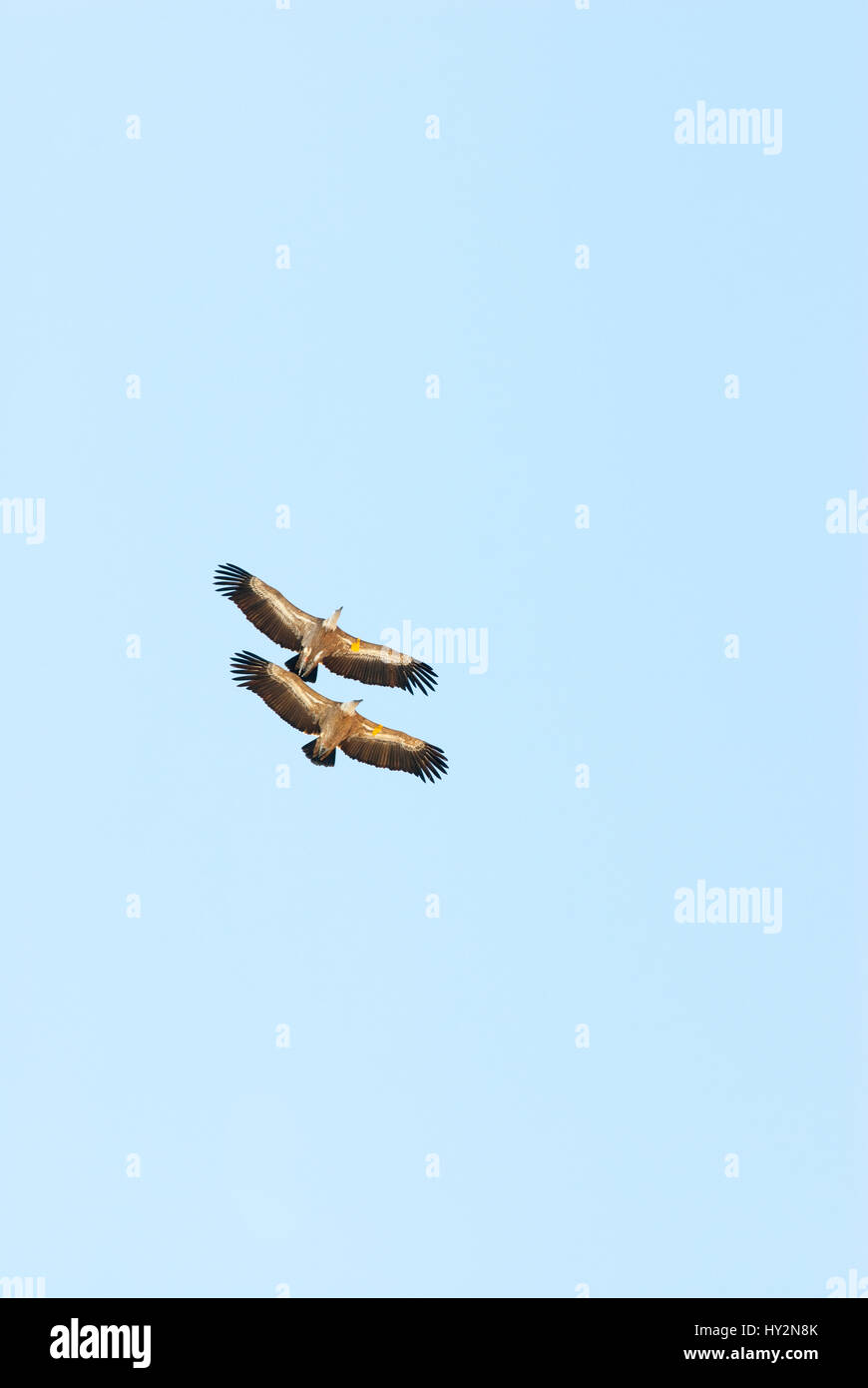 Griffon vulture mating hi-res stock photography and images - Alamy