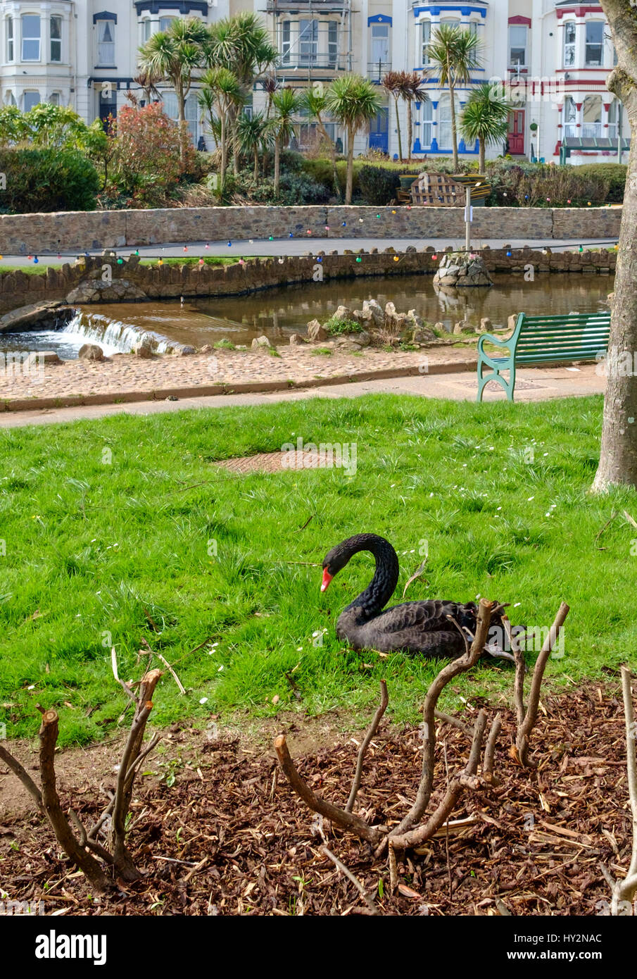 Dawlish a seaside town in South Devon England A Black Swan Stock Photo ...