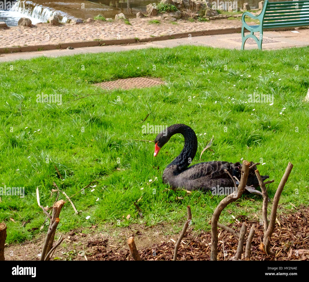 Dawlish a seaside town in South Devon England A Black Swan Stock Photo ...