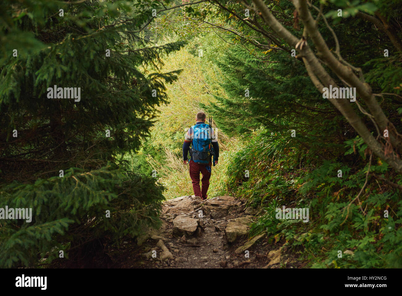 Lone hiker walking through a path deep in the forest Stock Photo - Alamy