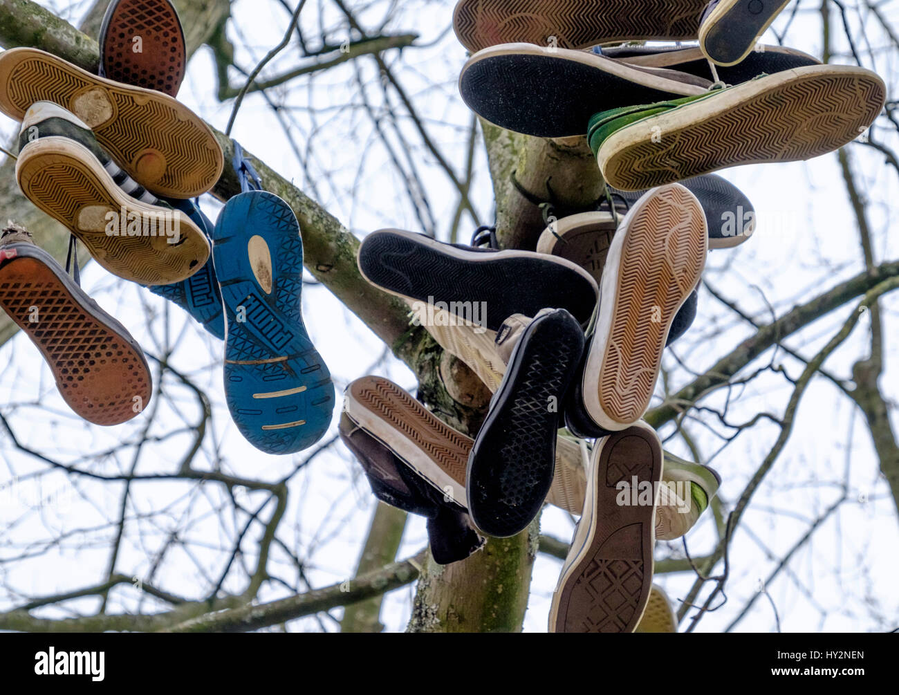 Shoes in a tree College Green Bristol England UK Stock Photo - Alamy