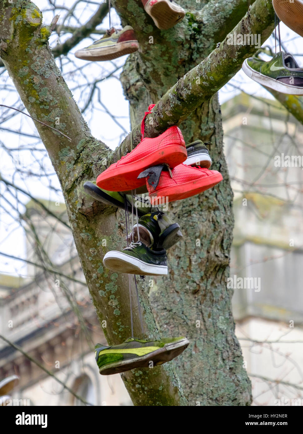 Shoes in a tree College Green Bristol England UK Stock Photo - Alamy