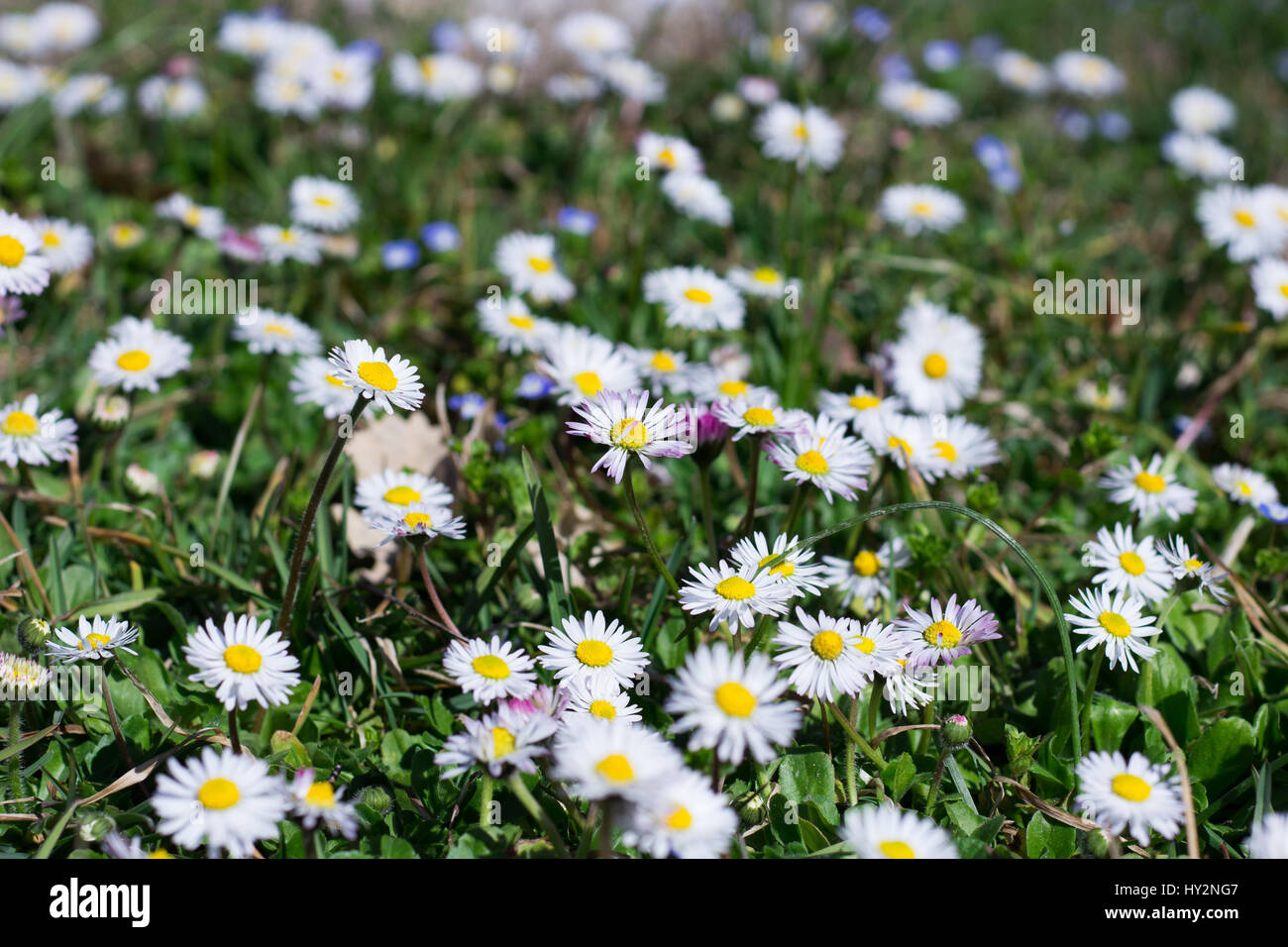 Daisy Field Stock Photo - Alamy