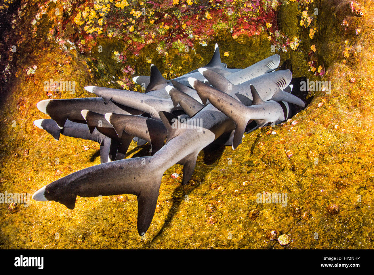 Sleek and streamlined shark hi-res stock photography and images - Alamy