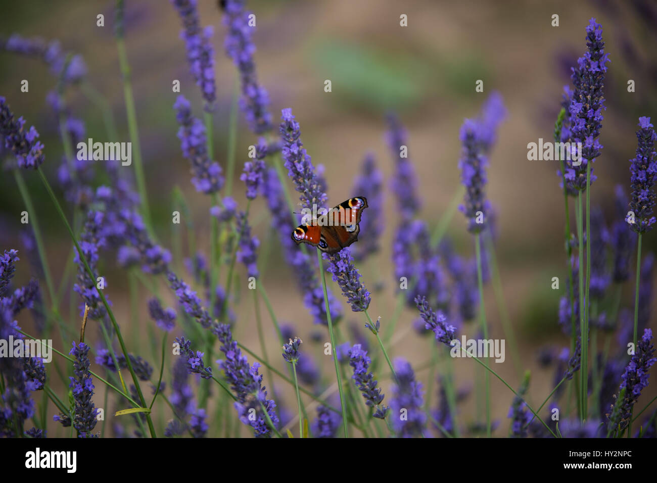 Butterfly in lavender field Stock Photo - Alamy