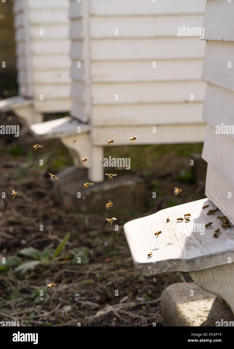 White Hives with a lively traffic of bees buzzing fly in and out of the ...