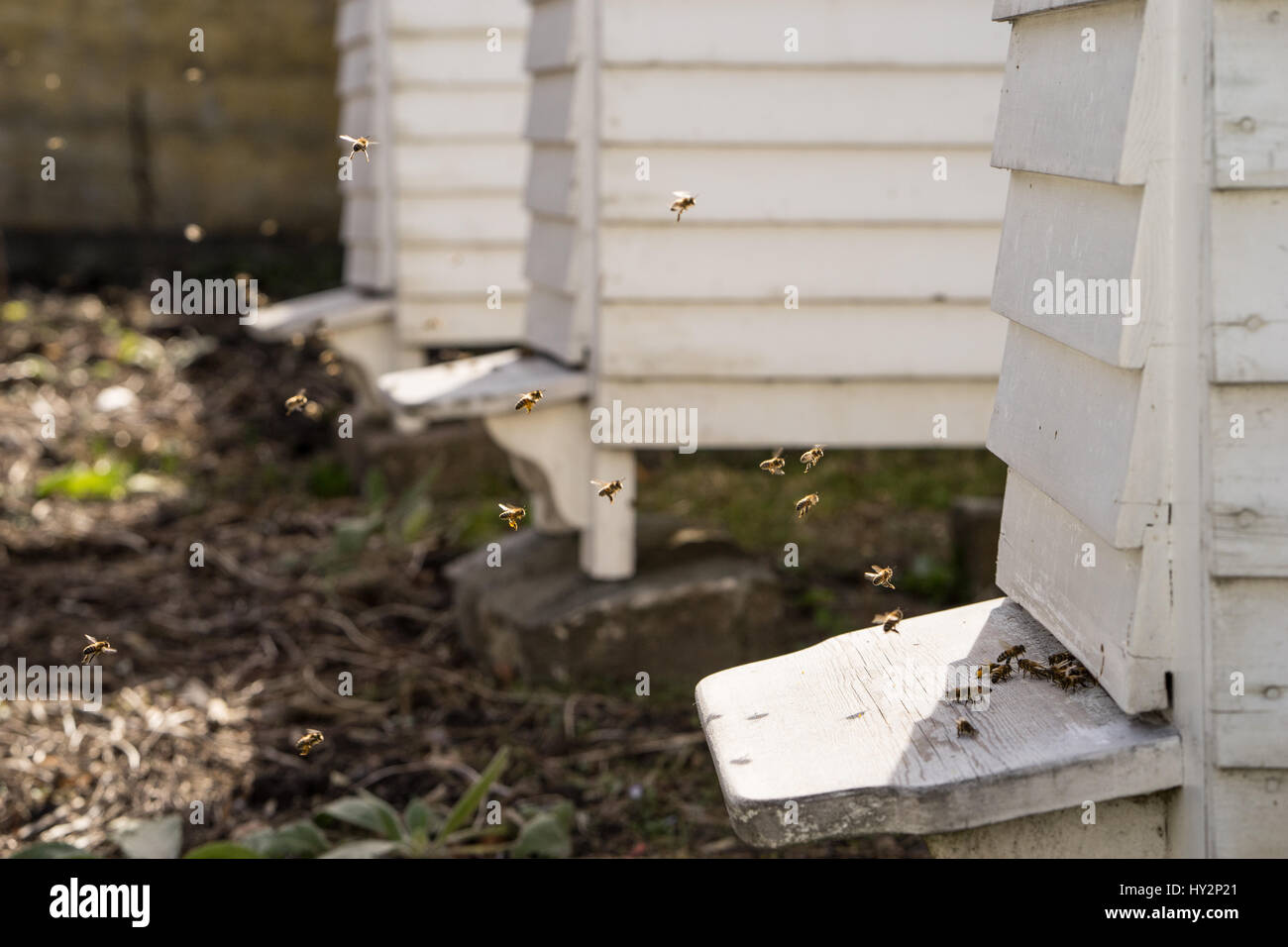 White Hives with a lively traffic of bees buzzing fly in and out of the ...