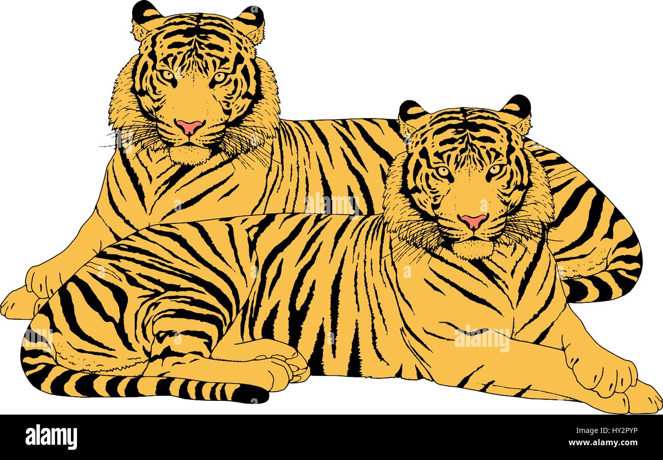 Tiger Head Illustration Vector Stock Vector Image & Art - Alamy