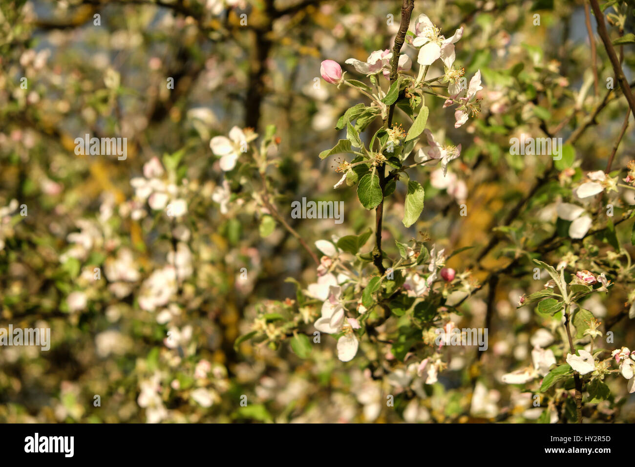 Apple tree's flowers blossom and blooming on a nice spring day Stock ...