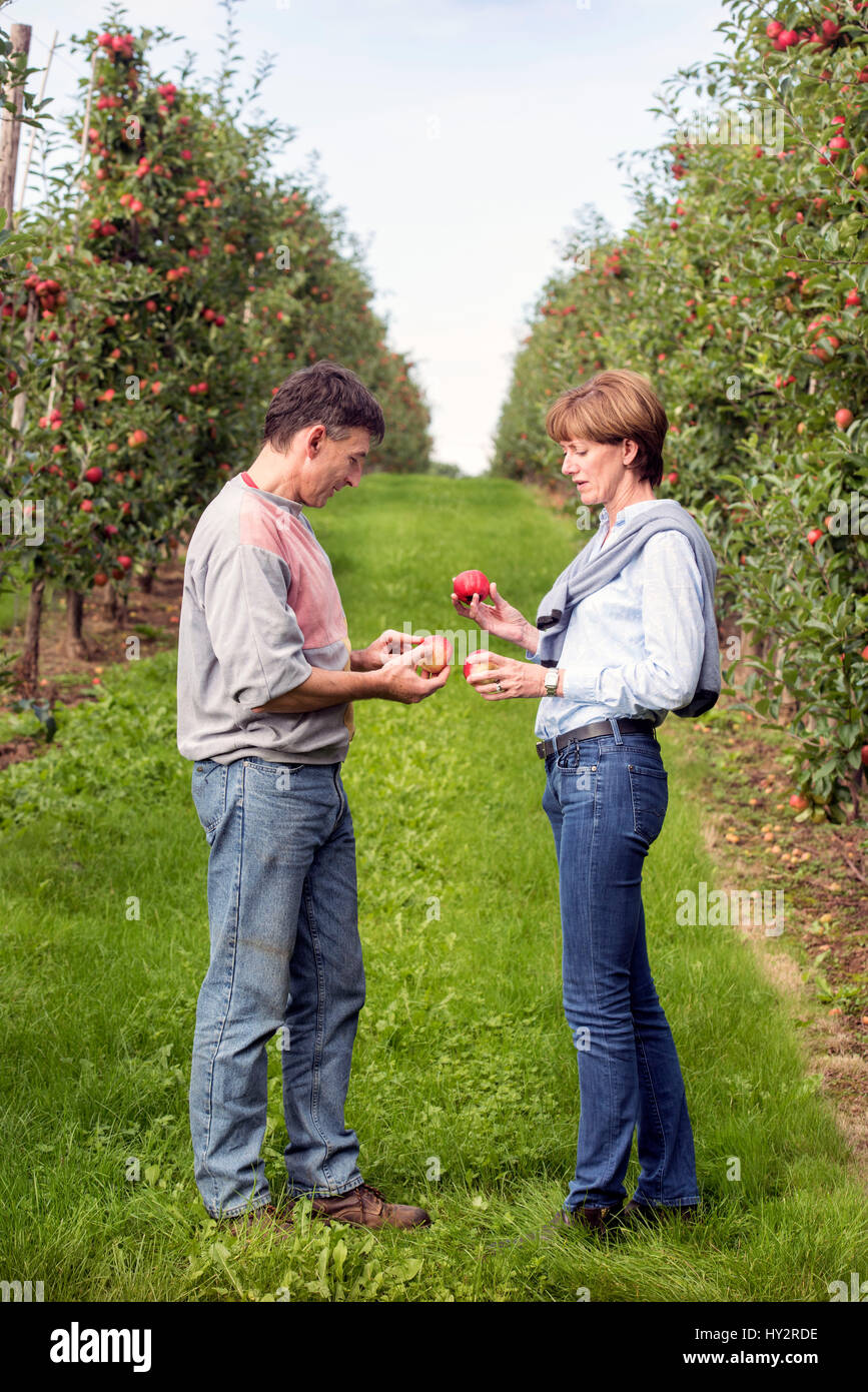 The apple and hop farmer Ali Capper of Stocks Farm Herefordshire Farm ...