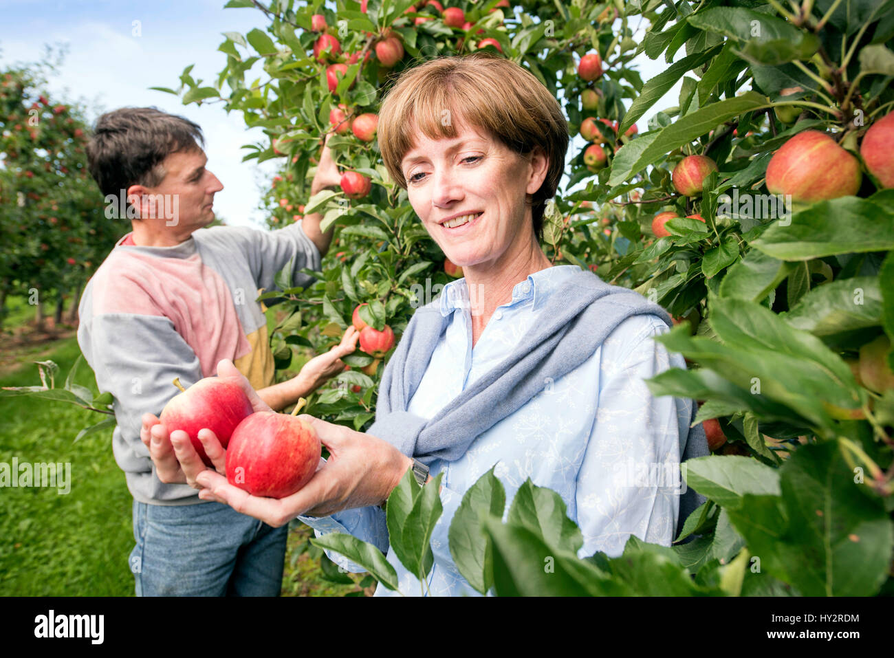 Polish apple picker hi-res stock photography and images - Alamy